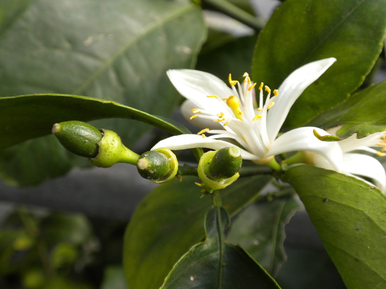 gather: Baby Meyer Lemons